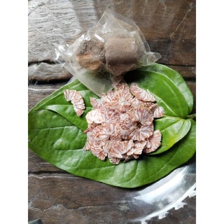 gambir sireh pinang halal | Shopee Malaysia