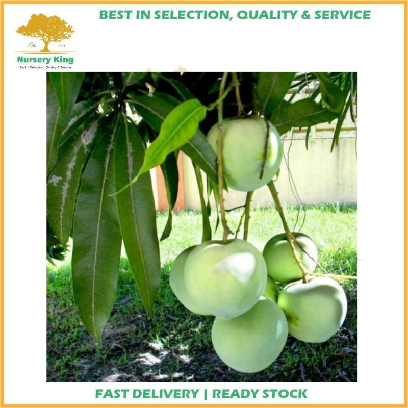 Anak Pokok Pelam Apple Pokok Hidup Live Plant | Shopee Malaysia