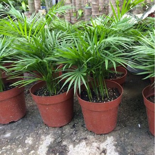 Java Palm Jawa Palm Areca Butterfly Cane Palm Real Plants Live Plants ...