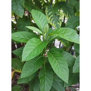 Daun Pokok Bismillah/K3tum Cina/Pokok Ubat Herba Afrika Selatan/Bitter ...