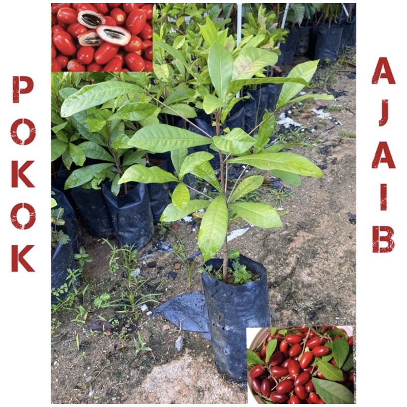 Pokok ajaib miracle berry / pokok ajaib thai murah | Shopee Malaysia
