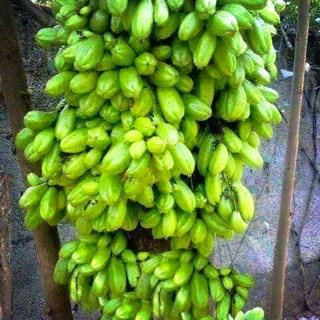 belimbing buluh / pokok belimbing buluh / anak benih belimbing buluh ...