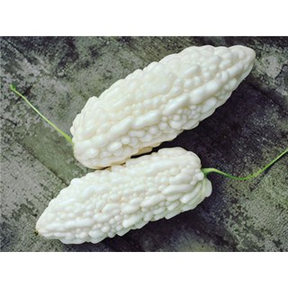 Benih Peria Putih Panjang / White Long Bitter Gourd Seeds - Ready Stock ...