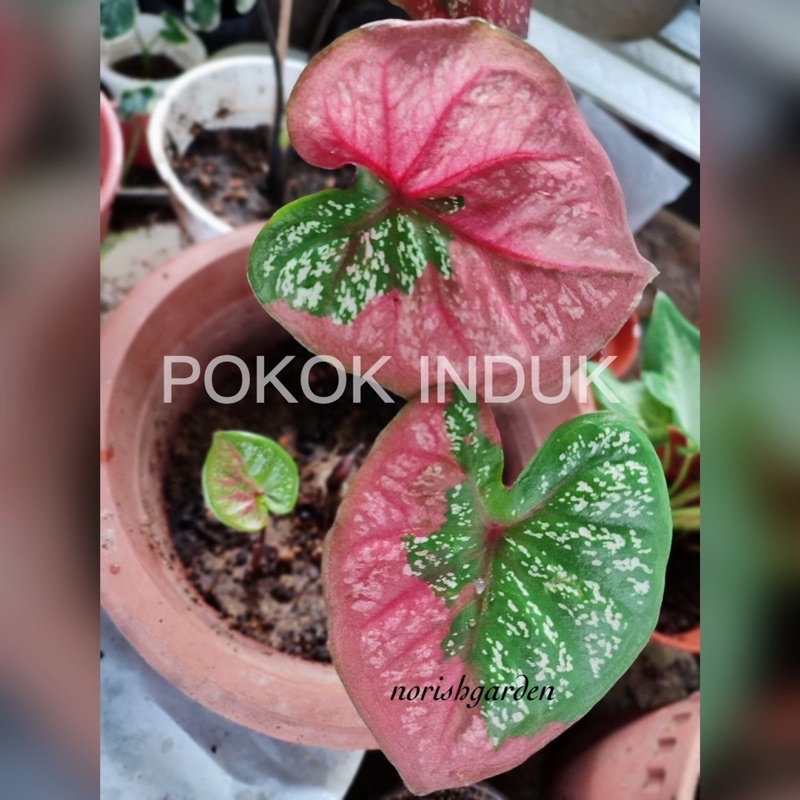 Keladi/caladium Cat Tumpah | Shopee Malaysia