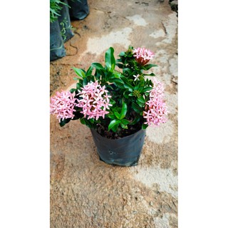ixora rose Ixora chinensis / Pokok Bunga Xian Dan [ PINK] LIVE PLANT by ...