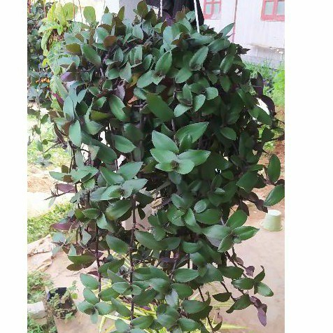 (100gram) Keratan Pokok Telinga Kera | Pokok Herba Indoor Plant ...