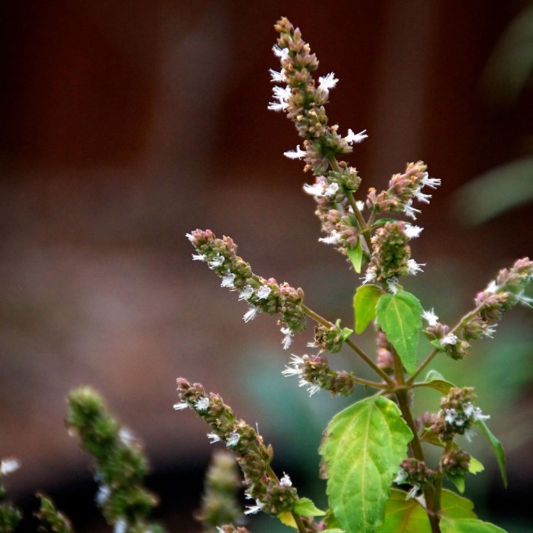 Dried Patchouli (3g) | Shopee Malaysia