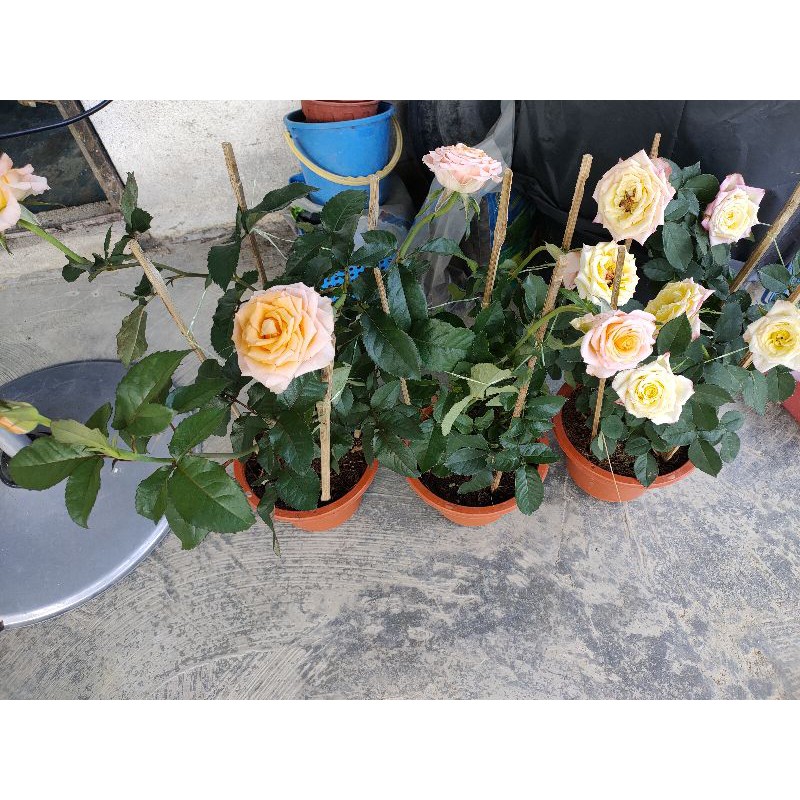 POKOK ROSE BESAR SUPER STABIL | Shopee Malaysia