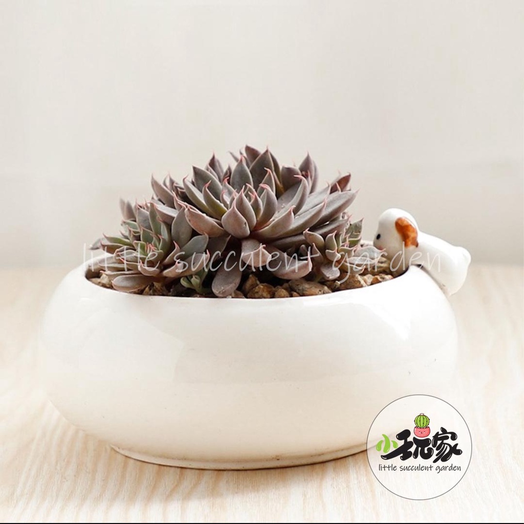 [Ready Stock] Succulent Pot Flower Pot Pottery Clay Pot Ceramic Pot ...