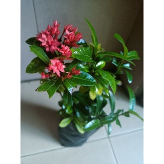 Ixora | Pokok Bunga Jarum | Jejarum Merah | Shopee Malaysia