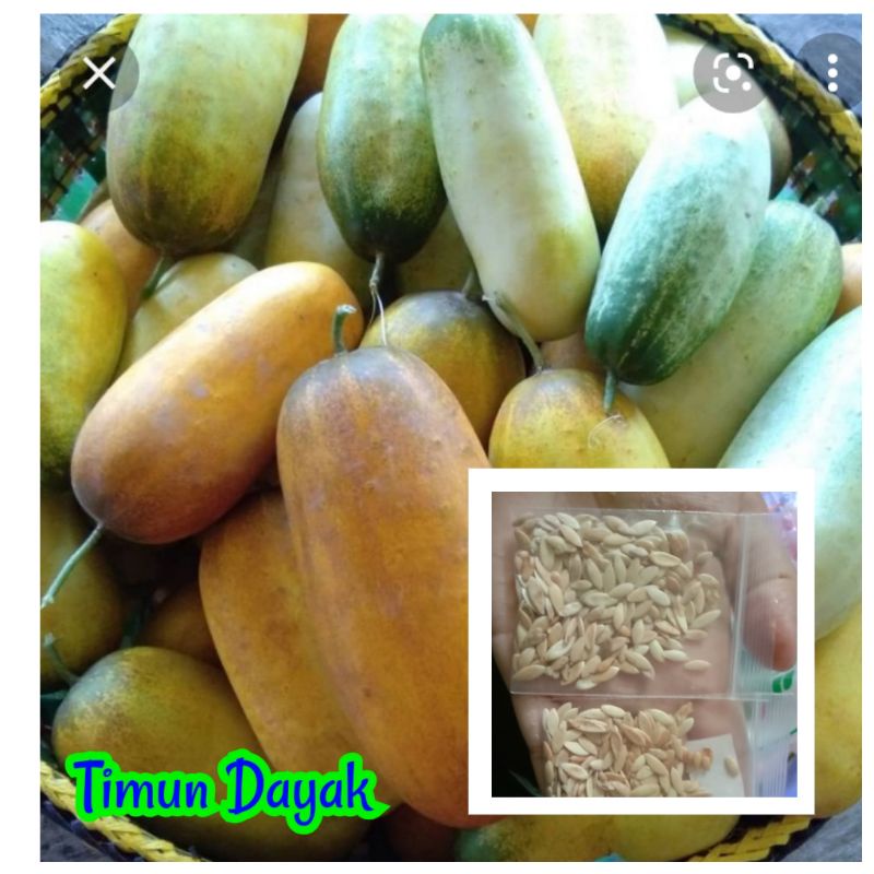 Biji Timun Dayak(30 biji) | Shopee Malaysia
