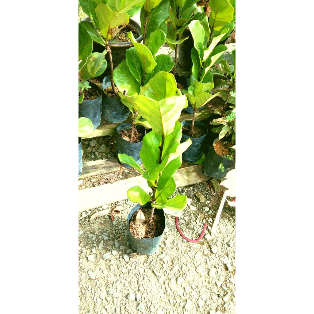 Live plant Fiddle Fig/ Indoor or Outdoor Plant/Ficus lyrata/ Pokok ...