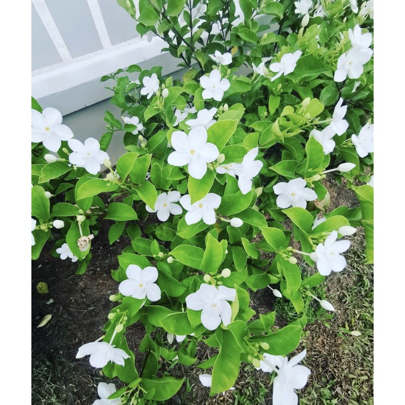 Thai Jasmine , Bunga Melur Putih (Sentiasa Berbunga Tanpa Mengikut ...