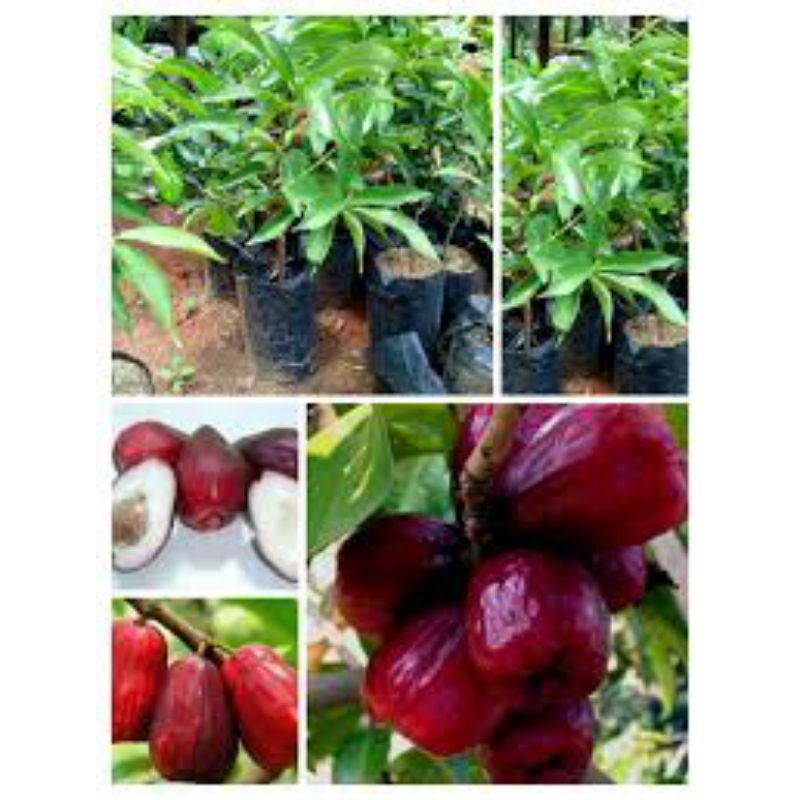 Jambu Bol/Jambu Kayu/Jamaika | Shopee Malaysia