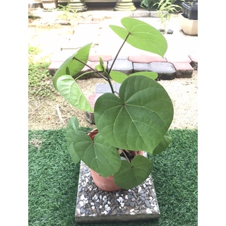 Hibiscus Tiliaceus Plant Tree (Pokok Bebaru Bulu) 黄槿 Sea Hibiscus ...