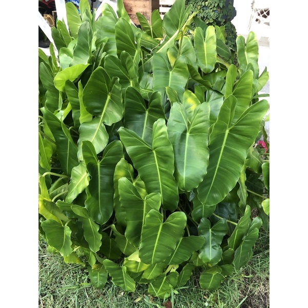 Philodendron Green Marxii🍃BUY 1 FRER 1🍃 keratan Keladi Hijau beserta ...