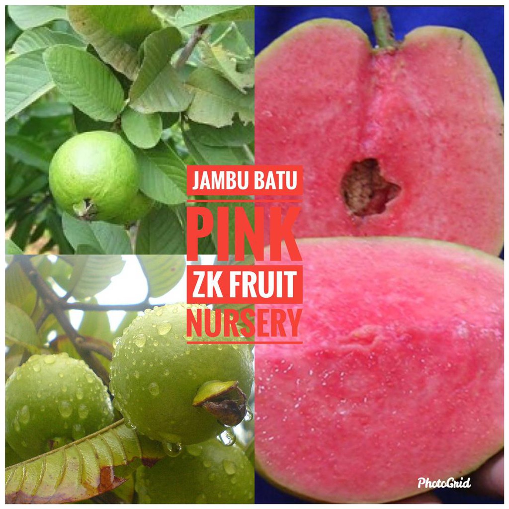 Anak pokok jambu batu pink | Shopee Malaysia