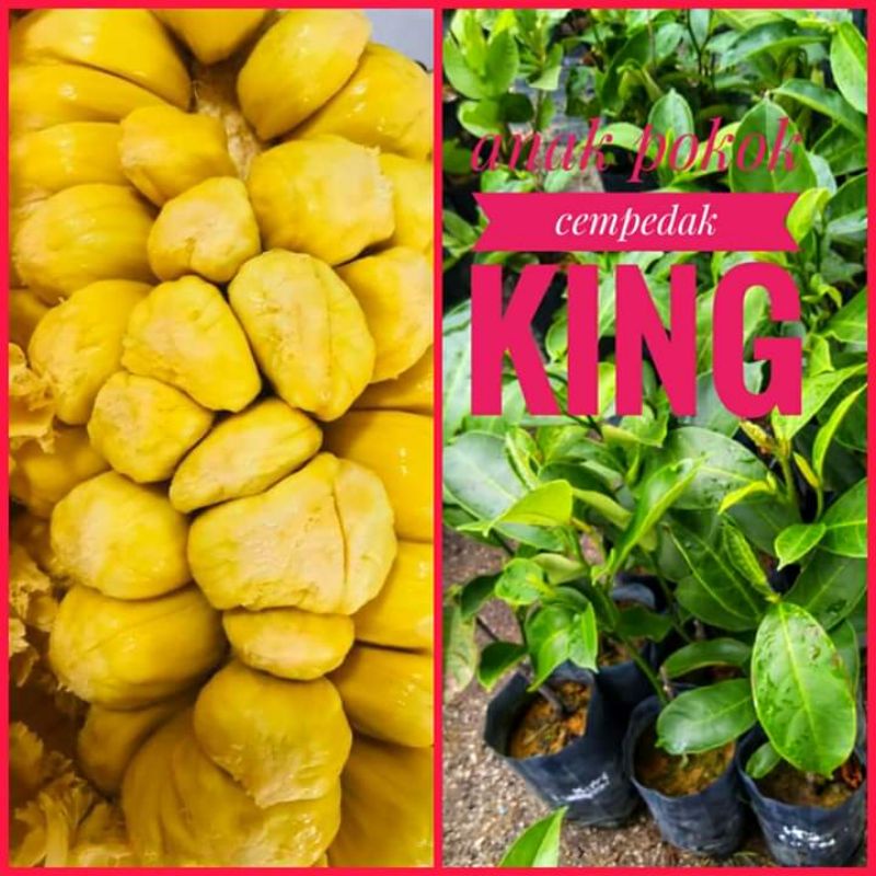 pokok cempedak king hybrid | Shopee Malaysia