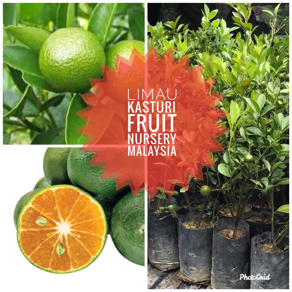 Anak pokok limau Kasturi sentiasa berbuah hybrid-Fruit Nursery Malaysia ...