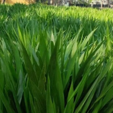 🔥 benih rumput terbaik 🔥 napier dwarf :napier australia: napier pandan ...