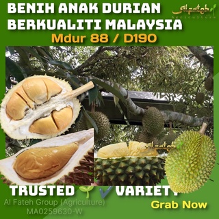 Anak Durian MDUR 88 / D190 | Shopee Malaysia