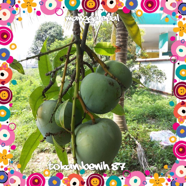 Theshaxfeen - pokok mangga epal | BeeCost