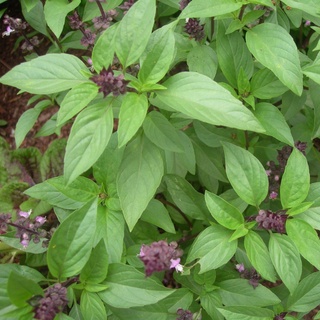 Selasih Thai / Thai Basil (Ocimum basilicum var. Thyrsiflora) - Pokok ...