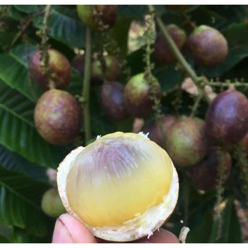 Longan Brazil (buah 3rasa)(durian+rambutan+laici) | Shopee Malaysia