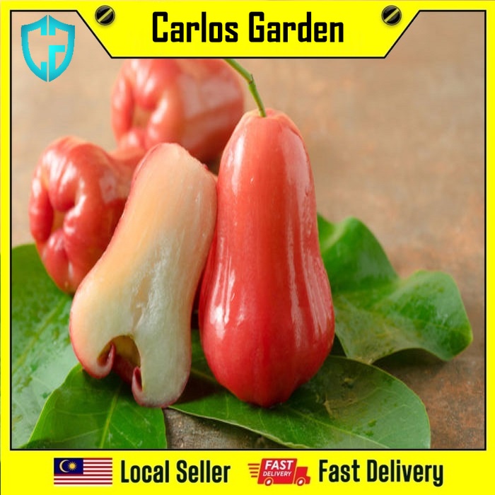 Anak Pokok Jambu Air Madu Thailand Import Dari Thailand Buah Sedap ...