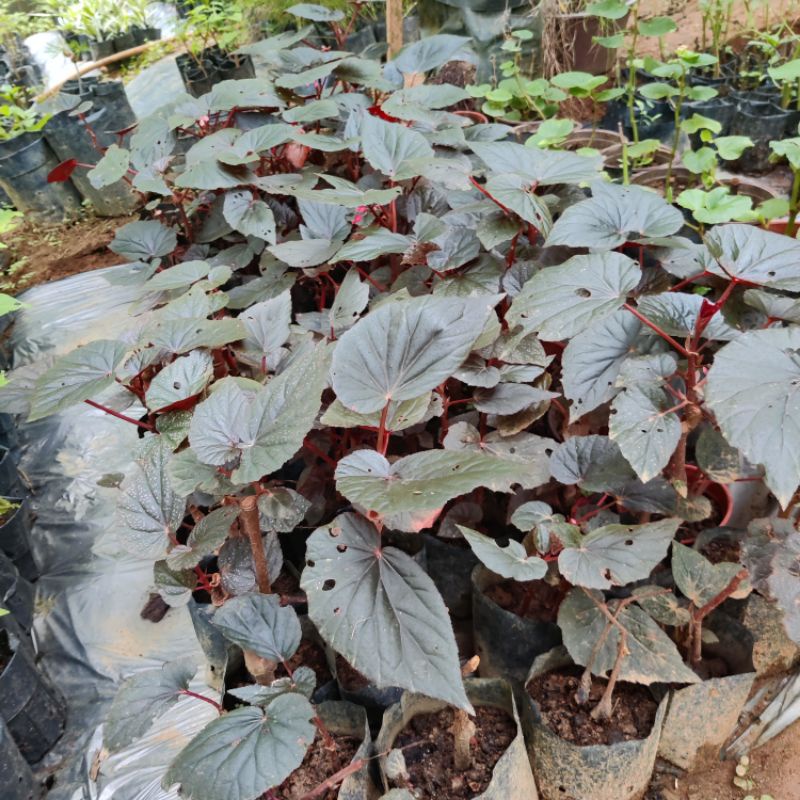 ANAK POKOK BEGONIA MERAH(POKOK ASAM BATU) | Shopee Malaysia