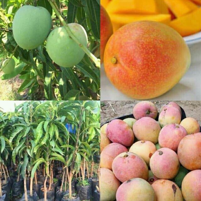 Pokok mangga R2e2 klon | Shopee Malaysia