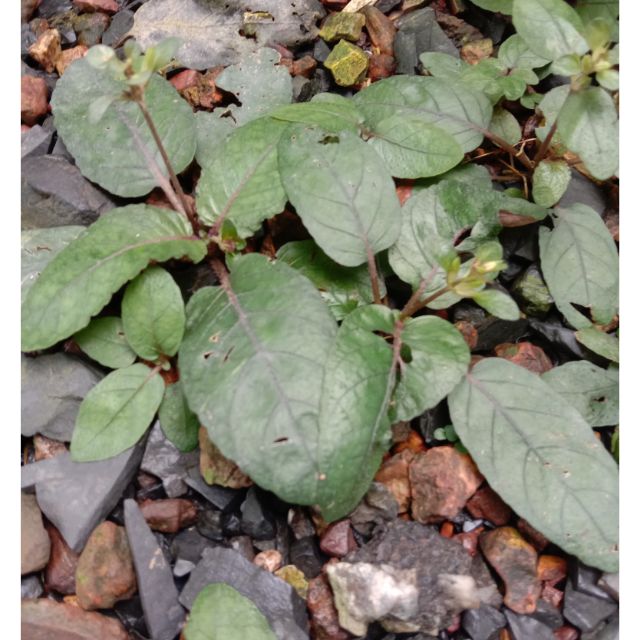 Lemba batu ( dihantar tanpa tanah) | Shopee Malaysia