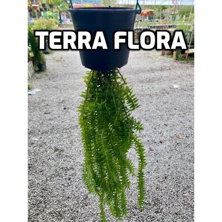 (LP 1) REAL LIVE LYCOPODIUM PHLEGMARIA (HUPERZIA),HANGING PLANT, LOCAL ...