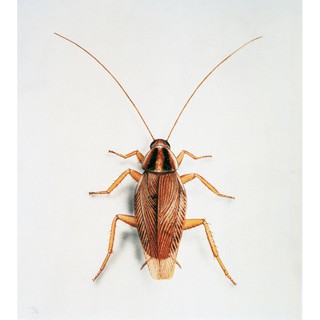 Bayer Premise® Cockroach Gel Bait 30G / Umpan Lipas / Imidacloprid ...