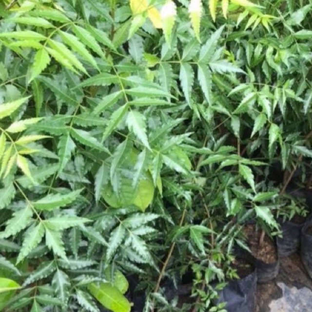 Pokok Semambu/ Neem/ Pokok mambu | Shopee Malaysia