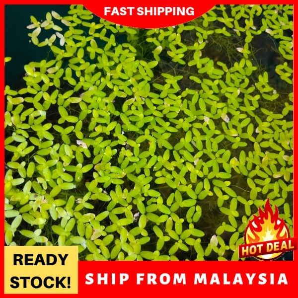 [ READY STOCK ] POKOK AIR MINI DUCKWEED floating aquatic plants dan ...