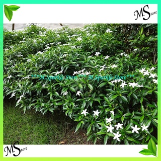 Pokok Bunga Mini Jasmine Ervatamia Dwarf / Anak Pokok Bunga Jasmine ...