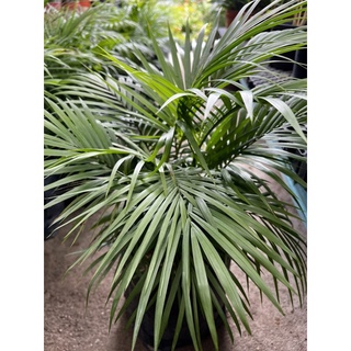 Palm Tree dalam polybag ( Besar ) / Java Palm | Shopee Malaysia