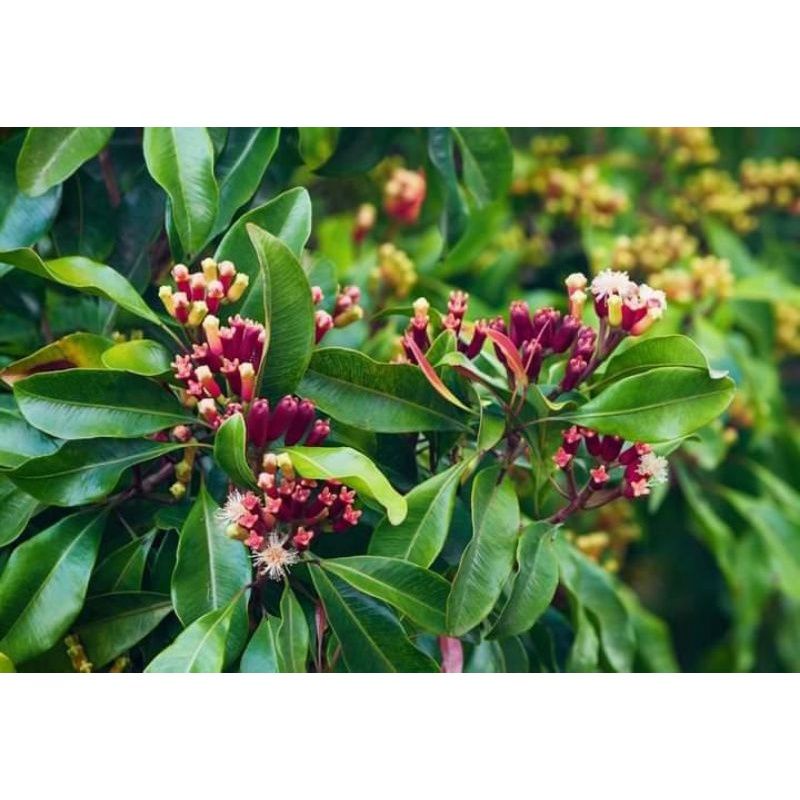 ANAK POKOK BUNGA CENGKIH | Shopee Malaysia