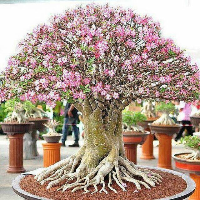 Adenium seed. anak pokok adenium (RCN) | Shopee Malaysia