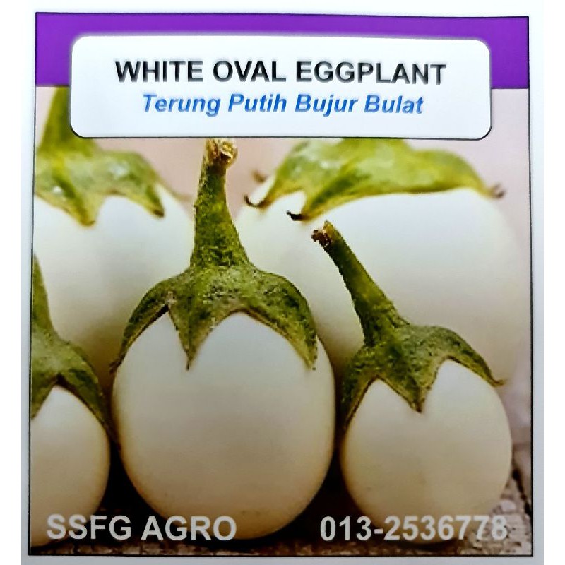 BENIH TERUNG PUTIH BUJUR BULAT (20 BIJI) | Shopee Malaysia