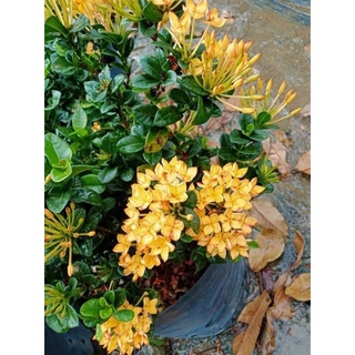 Pokok Bunga Ixora Thai Ixora Maui Red ixora oren merah kuning pokok ...