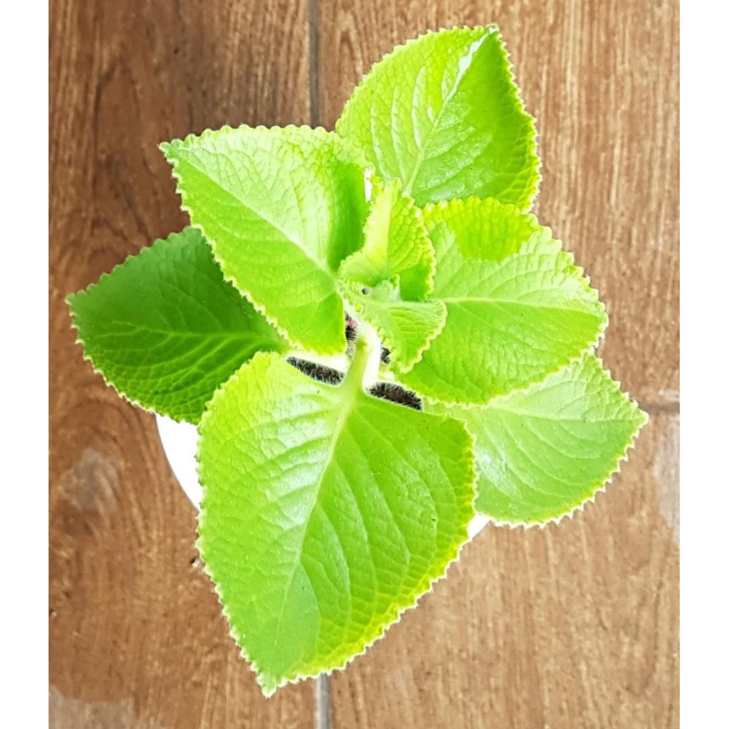 Mexican Mint Or Indian Borage Live Plant Shopee Malaysia