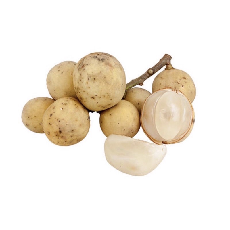 ANAK POKOK DUKU LANGSAT | Shopee Malaysia