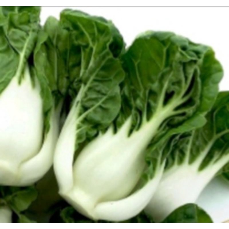 50 biji benih He Dou Pak Choy/50 pcs He Dou milk Pak Choy | Shopee Malaysia