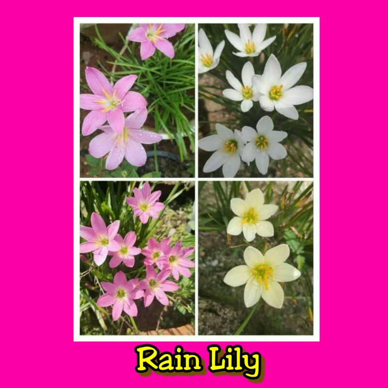 Bunga Rain Lily (Bulb) | Shopee Malaysia