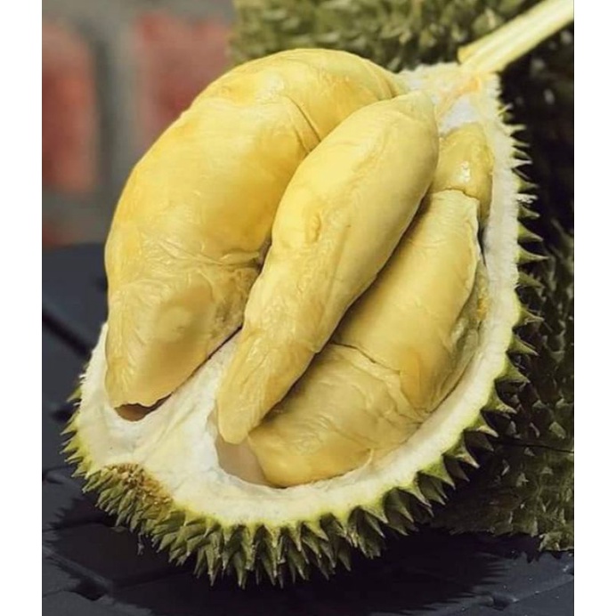anak pokok durian KIM HONG/TEMBAGA hybrid | Shopee Malaysia