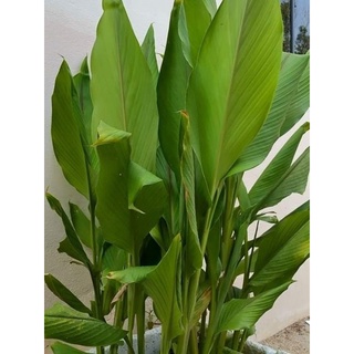 Pokok Temu Pauh **anak pokok dalam polybag | Shopee Malaysia