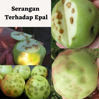 Racun Serangga Pepijat Bau Stink Bugs Pepijat Busuk | Shopee Malaysia