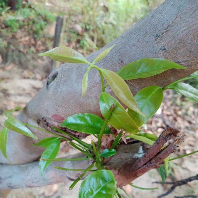 Pucuk Daun Serai Kayu untuk nasi kerabu atau ulam | BeeCost